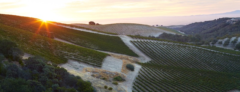 Winemaking Philosophy | Adelaida Vineyards & Winery Paso Robles